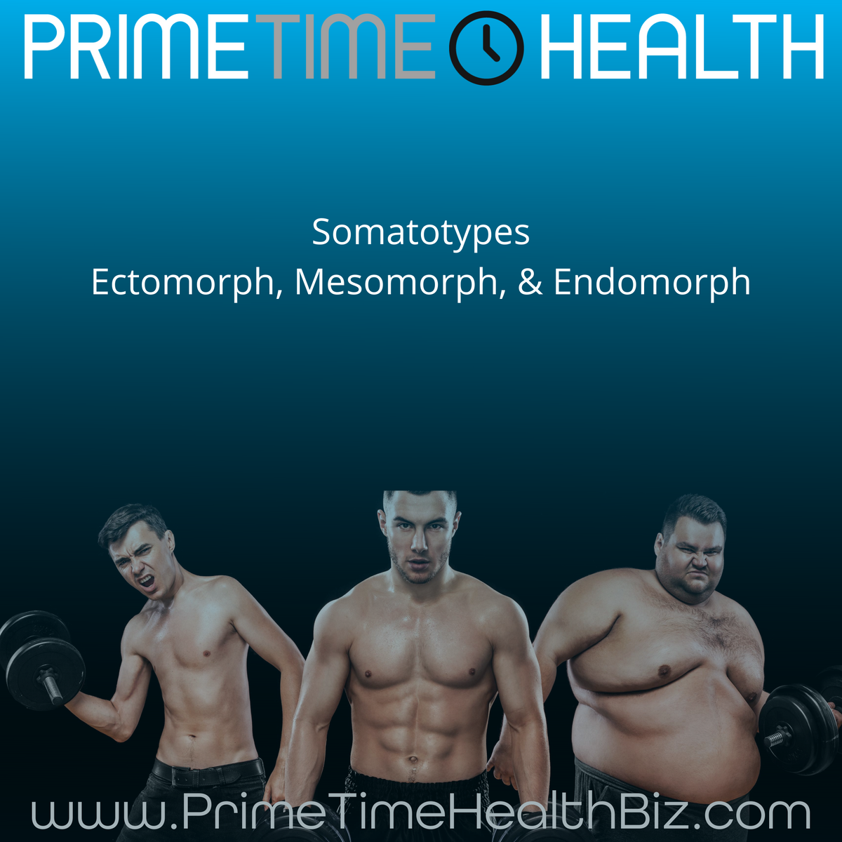 Somatotypes: Ectomorph, Mesomorph, & Endomorph – Prime Time Health